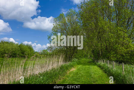 Beverley & Barmston Drain with wild flowers line the bank with wildfowl ...