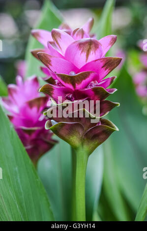 Turmeric leaf close up ( Curcuma longa ) - Kampala Uganda Stock Photo ...