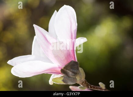 Magnolia flower blossoming on twig on green bokeh background. Spring ...