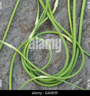 Bunches of freshly picked garlic scape stems Stock Photo - Alamy