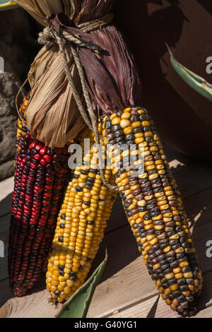Closeup of the colorful dried Indian corns for Fall decoration Stock ...