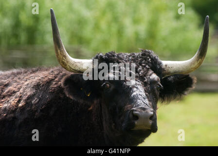 Black cow with horns. Dexter cattle are a breed of cattle originating ...
