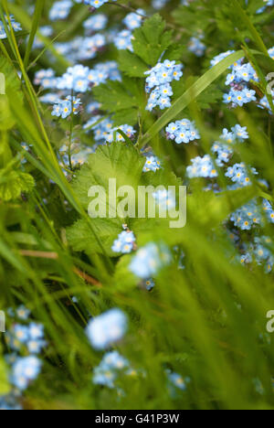 Forget-me-not - mysotis Stock Photo - Alamy
