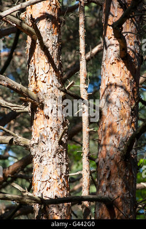 Ribbed bark of a pine tree, closeup detail Stock Photo - Alamy