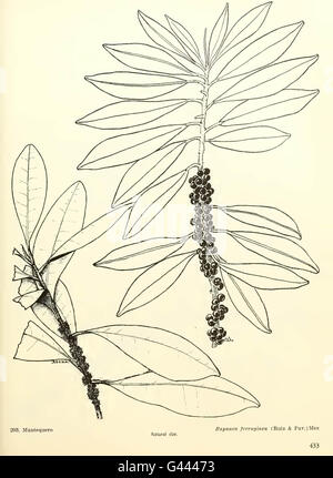 Common trees of Puerto Rico and the Virgin Islands Stock Photo - Alamy