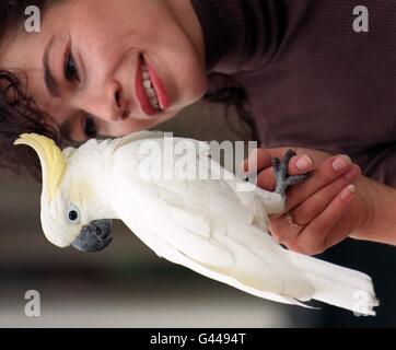 Primrose the cockatoo back with her rightful owner, Sacha Hinds, in ...