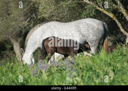 PRE mare feeding a foal in a field Stock Photo - Alamy