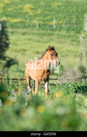 PRE Foal in Spain running in a field Stock Photo - Alamy