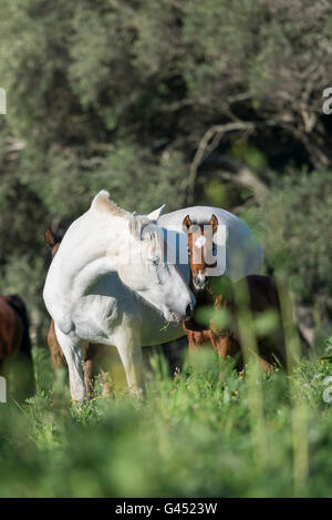 PRE mare and foal in a field Stock Photo - Alamy