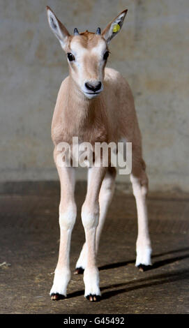 A week old Scimitar horned oryx calf, named Lennox by his keepers at ...