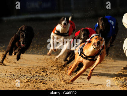 Greyhounds racing at Romford Stock Photo: 17989179 - Alamy