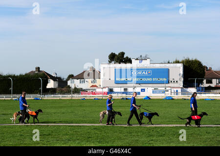 Greyhounds racing at Romford Stock Photo: 17989179 - Alamy