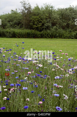 Wildflower planting at Quinton Park and Daventry Road shops ...