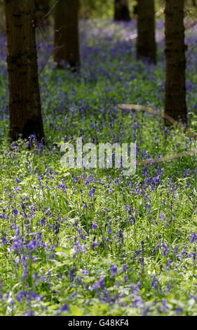 A carpet of Bluebells at Gamlingay Wood, in Cambridgeshire Stock Photo ...