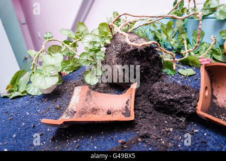 Broken flower pot on the floor with spilled soil and damaged plant ...