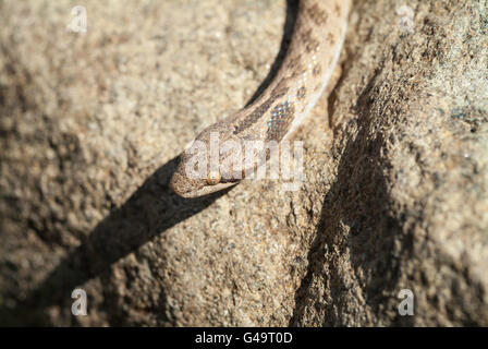 Texas night snake, Hypsiglena torquata jani, in hand, native to ...