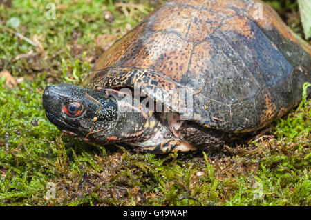 Beal's eyed turtle or Four-eyed turtle, Sacalia bealei, native to ...