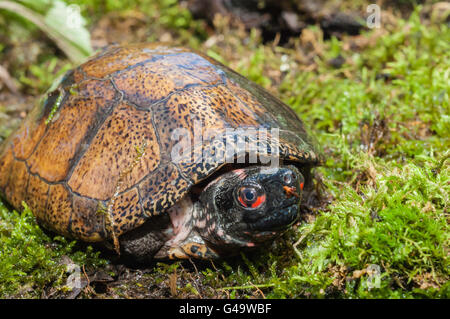 Beal's eyed turtle or Four-eyed turtle, Sacalia bealei, native to ...