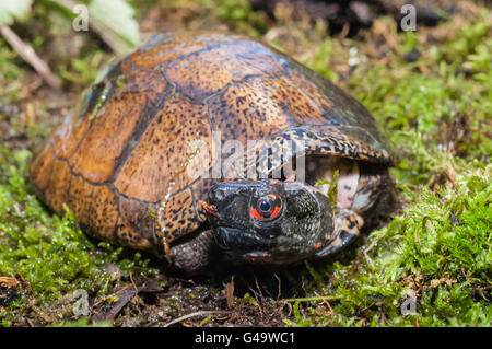 Beal's eyed turtle or Four-eyed turtle, Sacalia bealei, native to ...