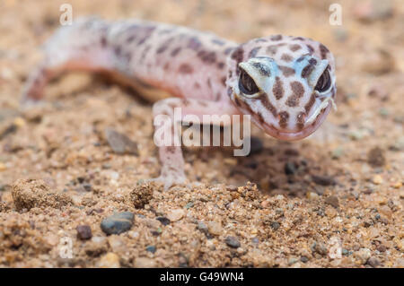 Molting leopard gecko, Eublepharis macularius, with regenerating tail ...