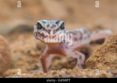 Molting leopard gecko, Eublepharis macularius, with regenerating tail ...
