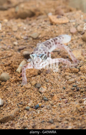 Molting leopard gecko, Eublepharis macularius, with regenerating tail ...