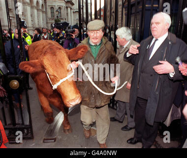 Farmer Chris Smallwood, from Devon, with Mayflower the cow and calf ...