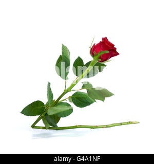 Red rose (Rosa) with broken stalk Stock Photo - Alamy