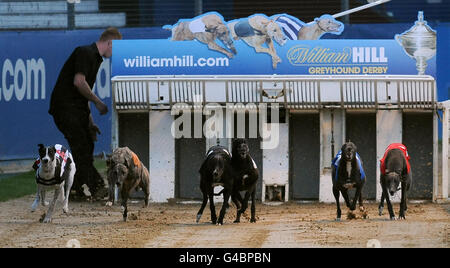 Greyhounds - Wimbledon Greyhound Stadium Stock Photo - Alamy