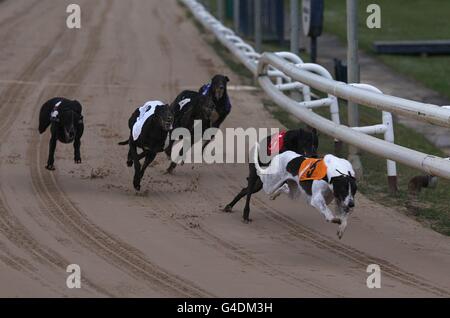 Greyhound Racing - Sunderland Greyhound Stadium Stock Photo - Alamy