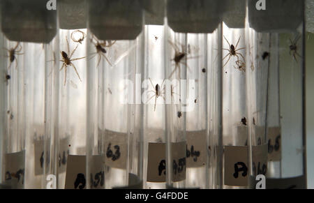 Some of the 400 baby Fen Raft spiders - one of the UK's rarest species ...