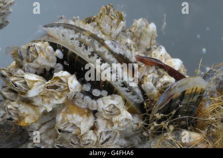 Barnacle (Balanus crenatus or Chthamalus stellatus) and Common Mussel ...