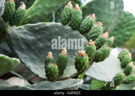 Sabra cactus green leaves Stock Photo - Alamy