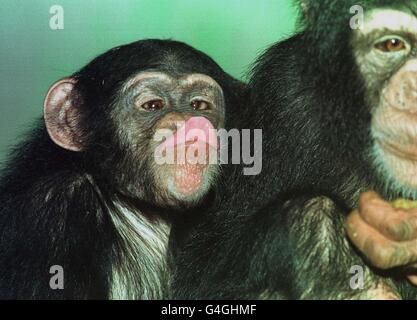 Chipperfield Chimp Monkey World Stock Photo - Alamy