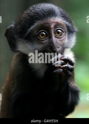 An unnamed orange-eye baby L'Hoest's monkey born at the end of June ...