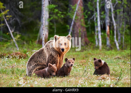 Brown mother bear protecting her cubs in a Finnish forest Stock Photo ...