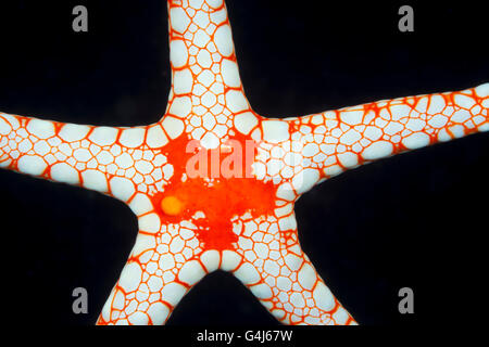 Red Mesh Starfish, Fromia monilis, Ambon, Moluccas, Indonesia Stock ...