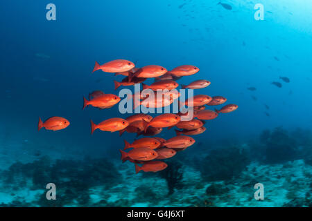 Shoal of Slender Pinjalo, Pinjalo lewisi, Raja Ampat, Indonesia Stock ...