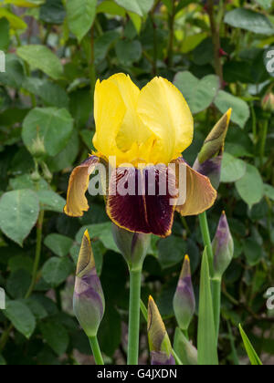 Bearded iris “Rajah” with yellow standards and purple yellow falls ...