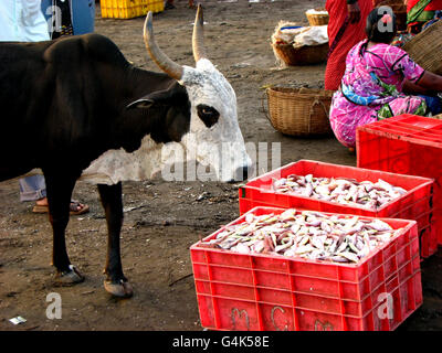 Hungry Bull eating fish in fish market Stock Photo - Alamy