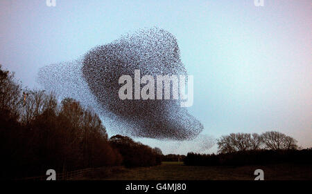 A murmuration of starlings signal winter is on its way as they arrive ...