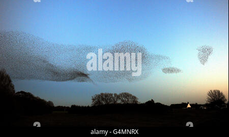 Starlings in Gretna. A murmuration of starlings signal winter is on its ...