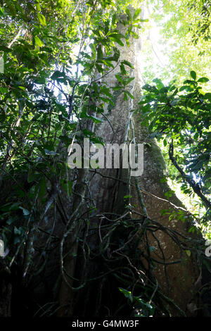 Kapok Tree, Peru. Arbol de Lupuna Stock Photo - Alamy