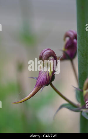 Three Bird Toadflax (Linaria triornithophora Stock Photo - Alamy