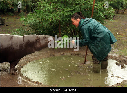 Animal Hippo Nicola Stock Photo - Alamy
