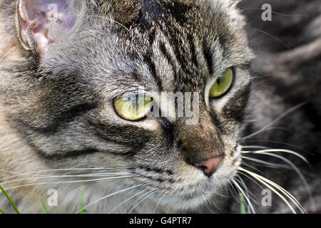 A cute cat playing outside on a nice summer day Stock Photo - Alamy