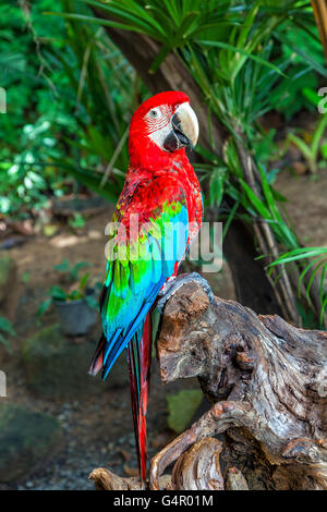 Cute red scarlet macaw with a fluffy head Stock Photo - Alamy