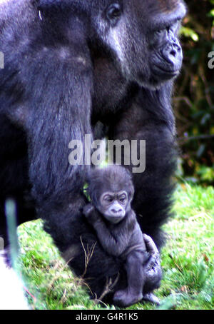 Baby gorilla born Stock Photo - Alamy