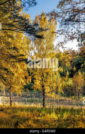 Birch forest in autumn in Siberia, Russia Stock Photo - Alamy