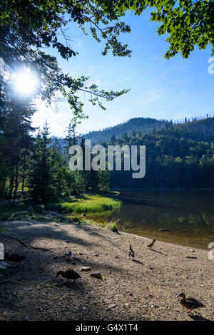 lake Rachelsee, ducks, Nationalpark Bayerischer Wald, Bavarian Forest ...